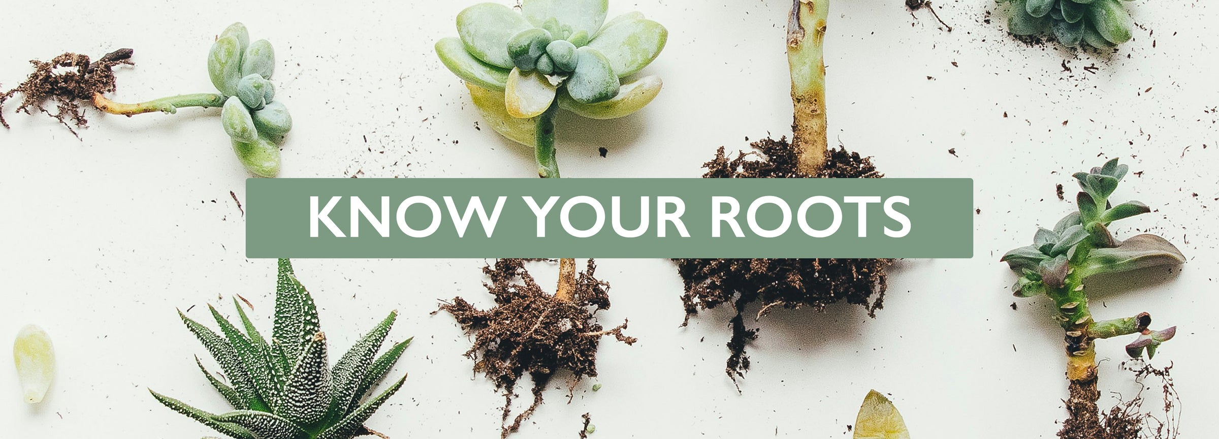 Know Your Roots – Muddy Hands