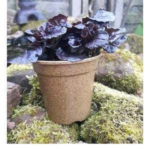 1 Litre Biodegradable Plant Pot - Pack of 2 – Muddy Hands